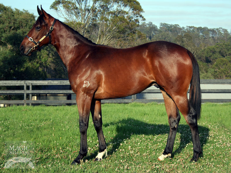 Valentia Thoroughbred Horse Profile - Next Race, Form, Stats, News ...