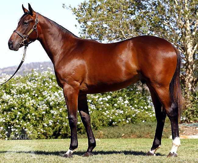 Awesome Rock Thoroughbred Horse Profile - Next Race, Form, Stats, News ...