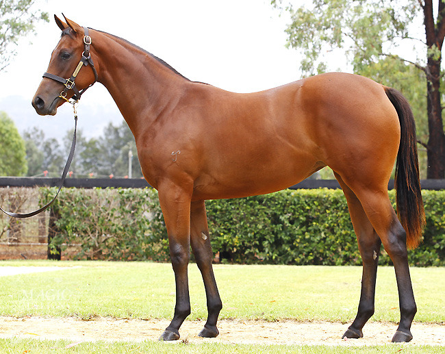 Tetsuko Thoroughbred Horse Profile - Next Race, Form, Stats, News ...