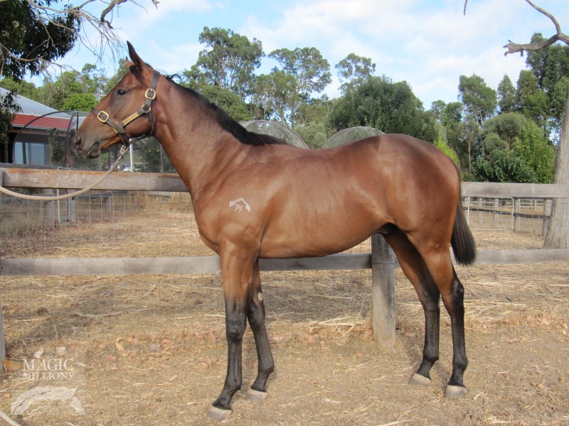 One More Run Thoroughbred Horse Profile - Next Race, Form, Stats, News ...