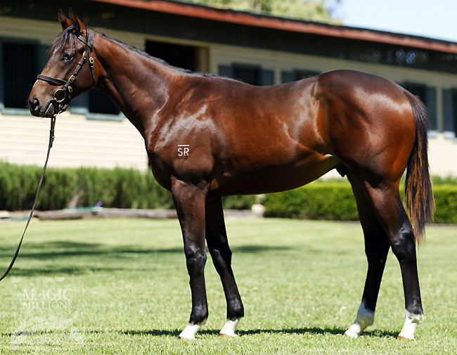 Oxbow Sun Thoroughbred Horse Profile - Next Race, Form, Stats, News ...