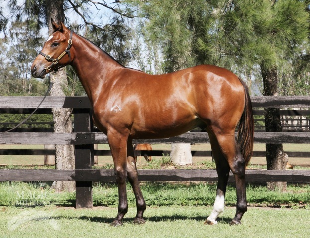 Ascot Red Thoroughbred Horse Profile - Next Race, Form, Stats, News ...