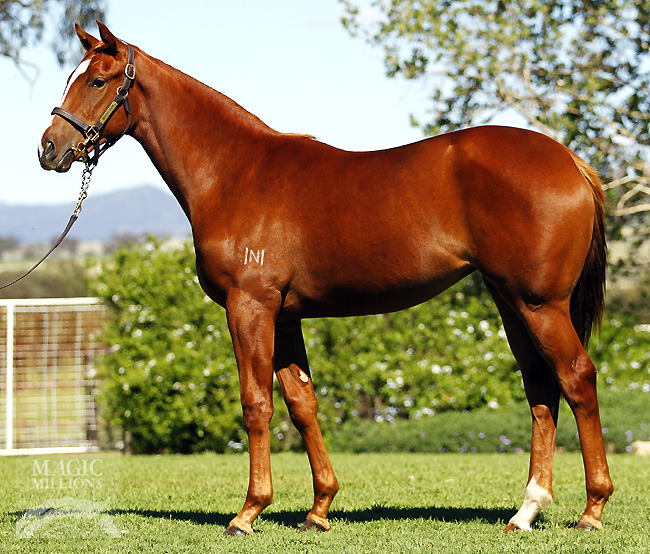 Pioneering Thoroughbred Horse Profile - Next Race, Form, Stats, News ...