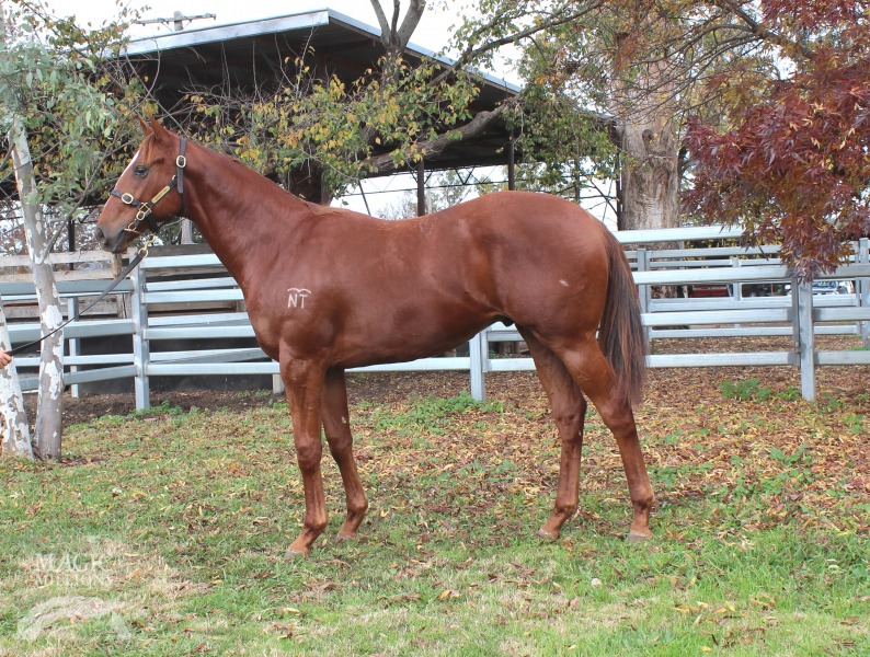 Eminent Son Thoroughbred Horse Profile - Next Race, Form, Stats, News ...