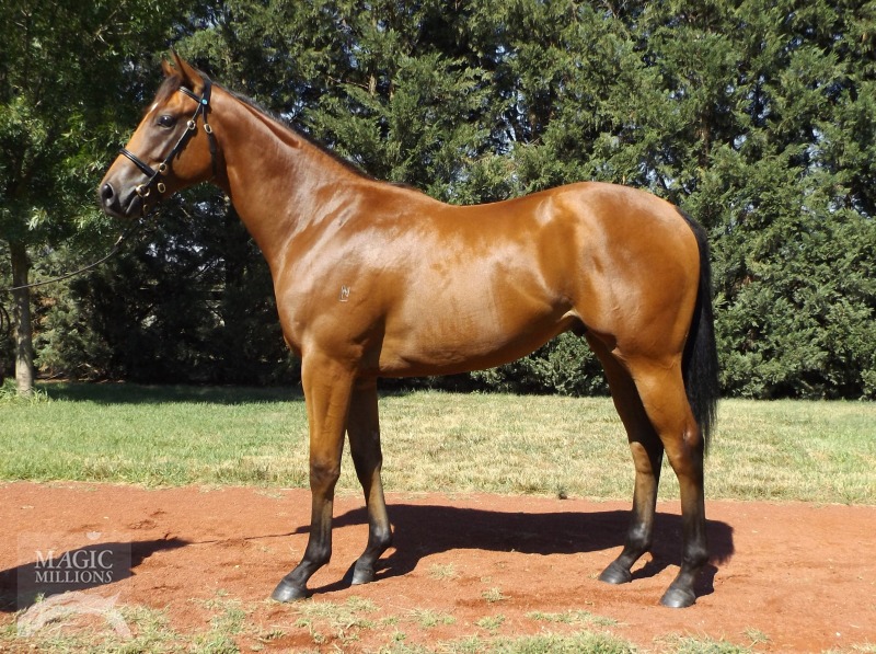 Eagle Spirit Thoroughbred Horse Profile - Next Race, Form, Stats, News ...