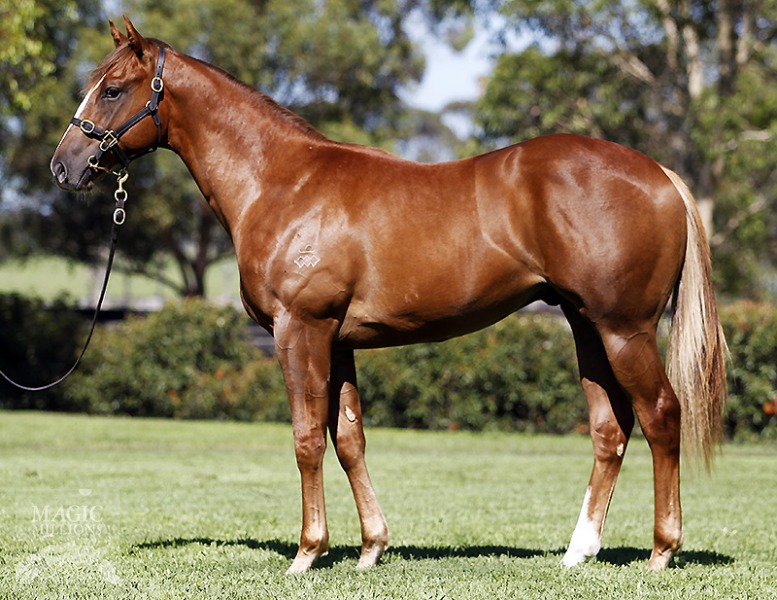 Bombay Blitz Thoroughbred Horse Profile - Next Race, Form, Stats, News ...