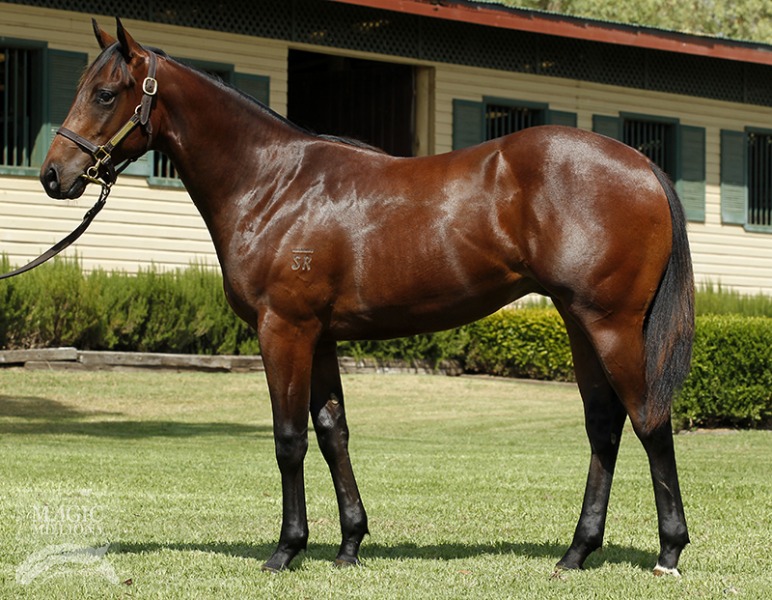 Xiong Fong Thoroughbred Horse Profile - Next Race, Form, Stats, News ...