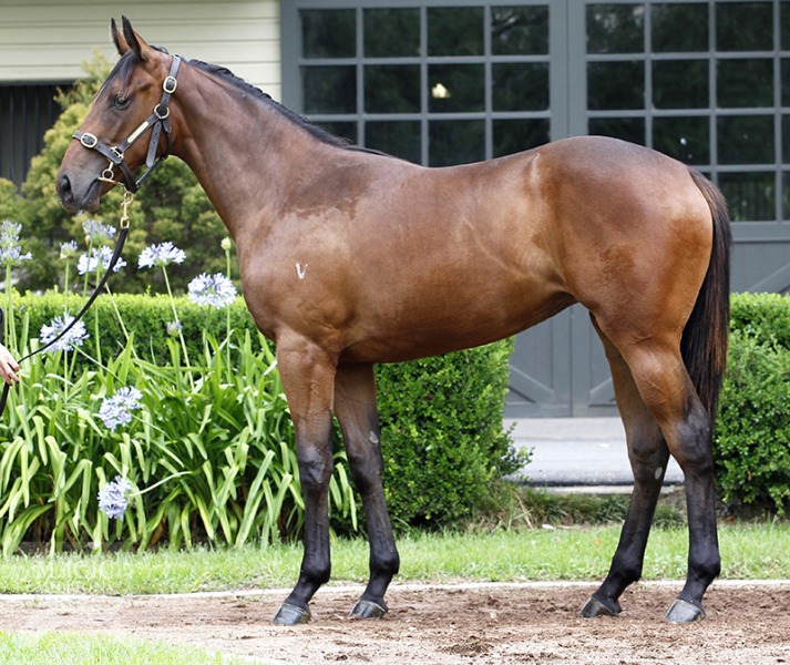 Millie The Missile Thoroughbred Horse Profile - Next Race, Form, Stats ...