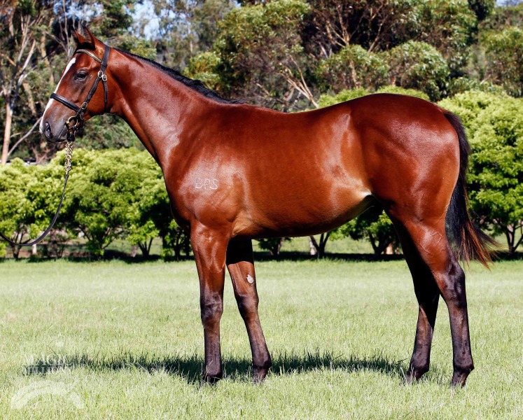 Doubt Defying Thoroughbred Horse Profile - Next Race, Form, Stats, News ...