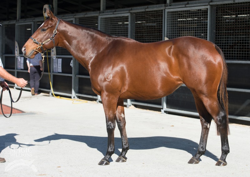 She's A Fox Thoroughbred Horse Profile - Next Race, Form, Stats, News ...