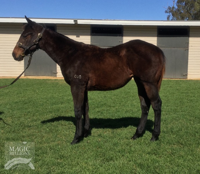 Splendid Spirit Thoroughbred Horse Profile - Next Race, Form, Stats ...