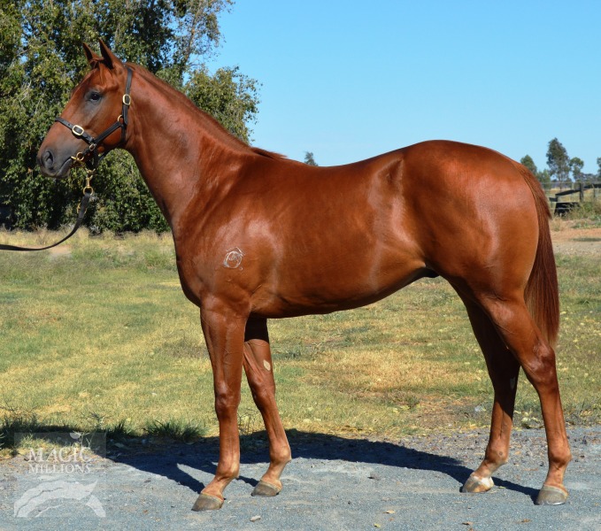 Proof Perfect Thoroughbred Horse Profile - Next Race, Form, Stats, News ...