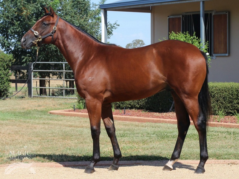 Toorak Warrior Thoroughbred Horse Profile - Next Race, Form, Stats ...