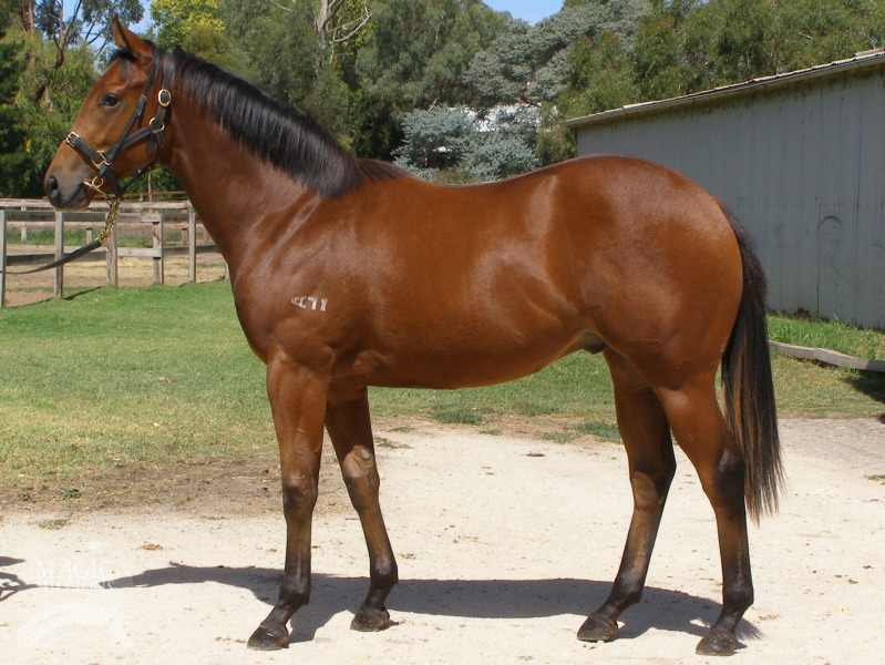 Special King Thoroughbred Horse Profile - Next Race, Form, Stats, News ...