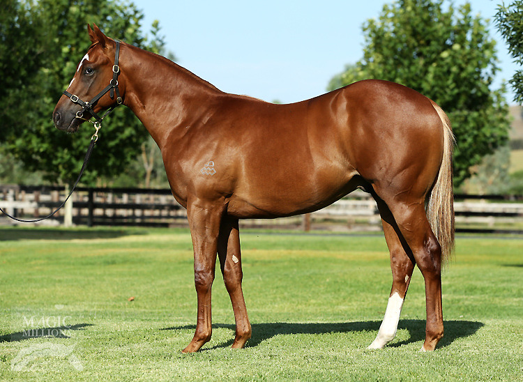 Invader Thoroughbred Horse Profile - Next Race, Form, Stats, News ...