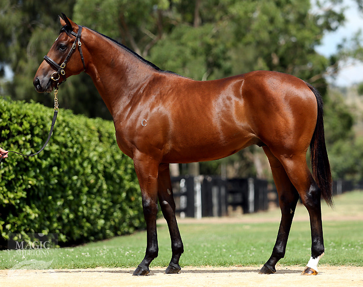 Condor Thoroughbred Horse Profile - Next Race, Form, Stats, News ...