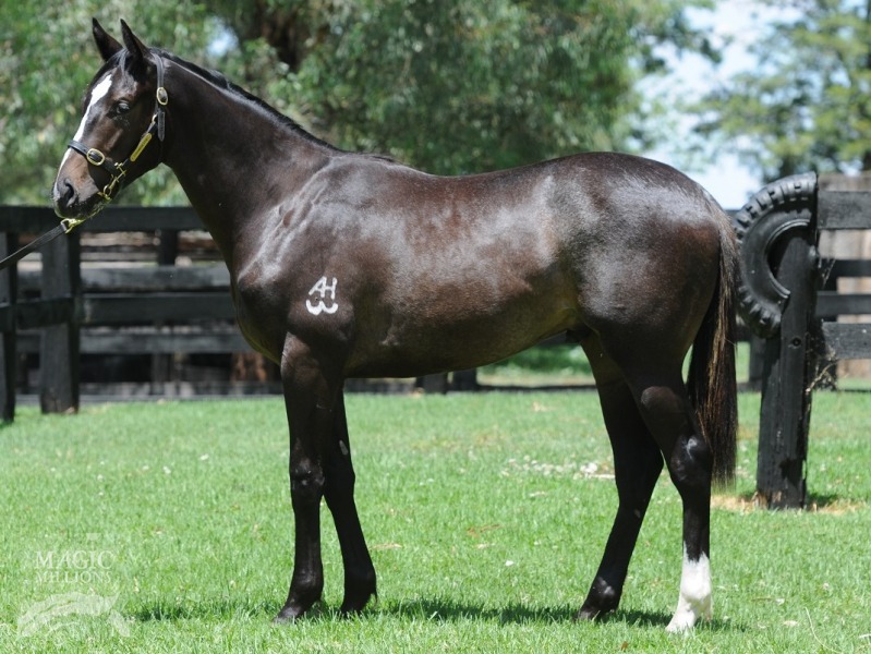 Bad Wolf Thoroughbred Horse Profile - Next Race, Form, Stats, News ...