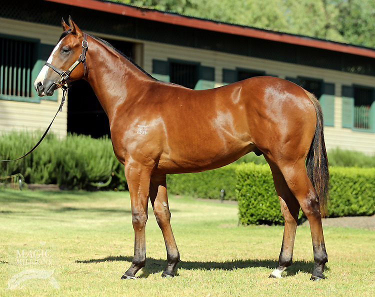 Zoology Thoroughbred Horse Profile - Next Race, Form, Stats, News ...