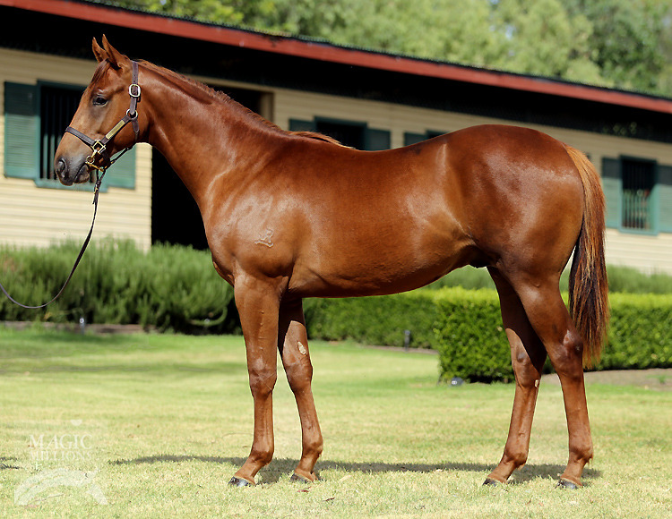 Super Ex Thoroughbred Horse Profile - Next Race, Form, Stats, News ...