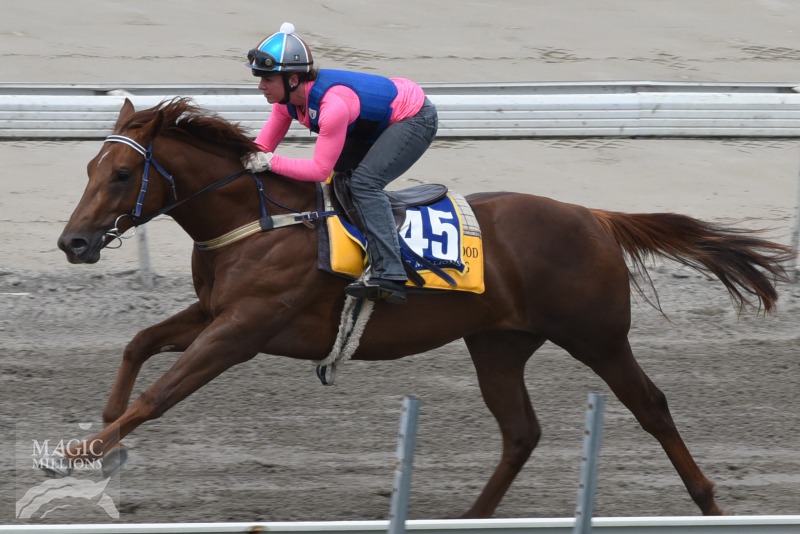 Super Ex Thoroughbred Horse Profile - Next Race, Form, Stats, News ...