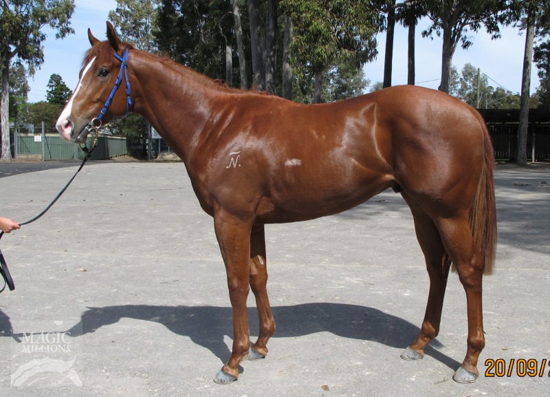 Whistling Win Thoroughbred Horse Profile - Next Race, Form, Stats, News ...