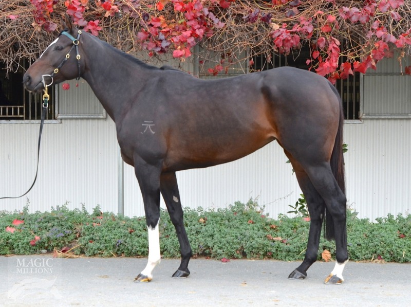 Miss Gunpowder Thoroughbred Horse Profile - Next Race, Form, Stats ...