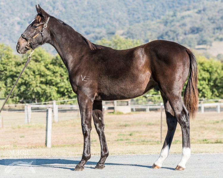 Persan Thoroughbred Horse Profile - Next Race, Form, Stats, News ...