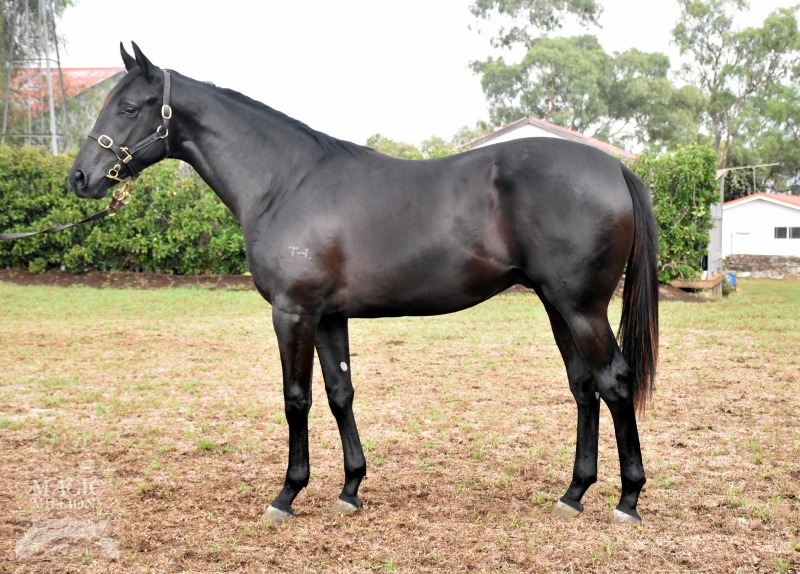 Mahis Angel Thoroughbred Horse Profile - Next Race, Form, Stats, News ...