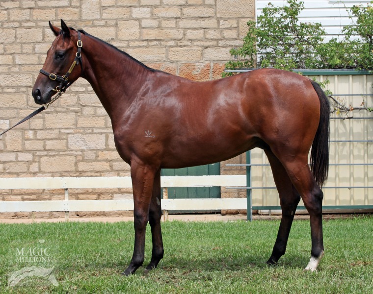 Whaler Bill Thoroughbred Horse Profile - Next Race, Form, Stats, News ...