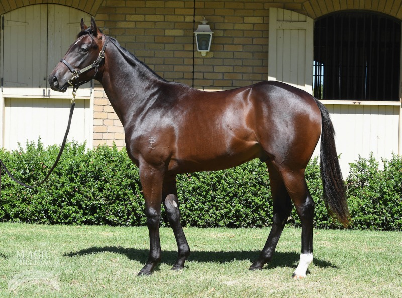 Firstclass Dreamer Thoroughbred Horse Profile - Next Race, Form, Stats ...