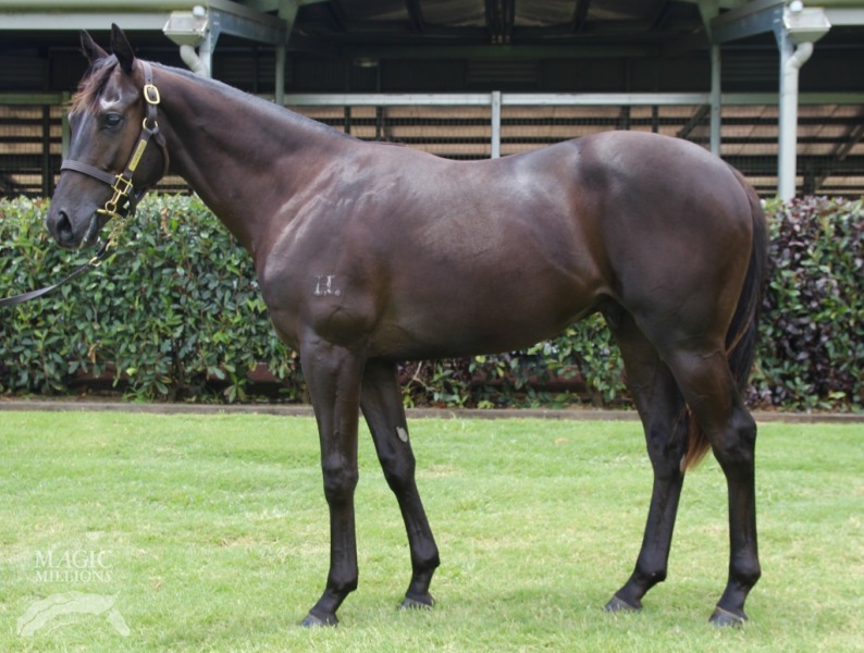 Handsome Rebel Thoroughbred Horse Profile - Next Race, Form, Stats ...