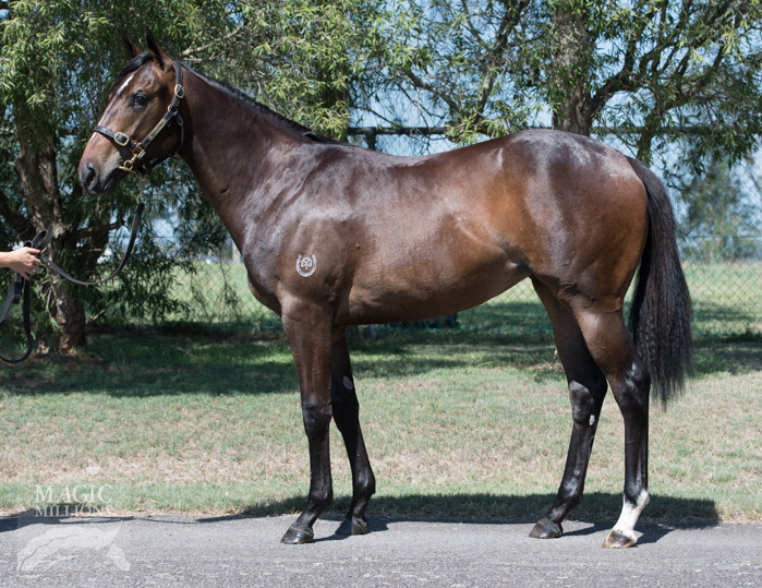 Exotic Ruby Thoroughbred Horse Profile - Next Race, Form, Stats, News ...