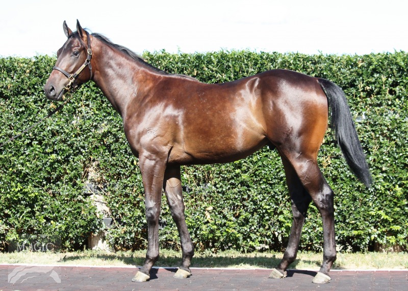 Lean Mean Machine Thoroughbred Horse Profile - Next Race, Form, Stats ...