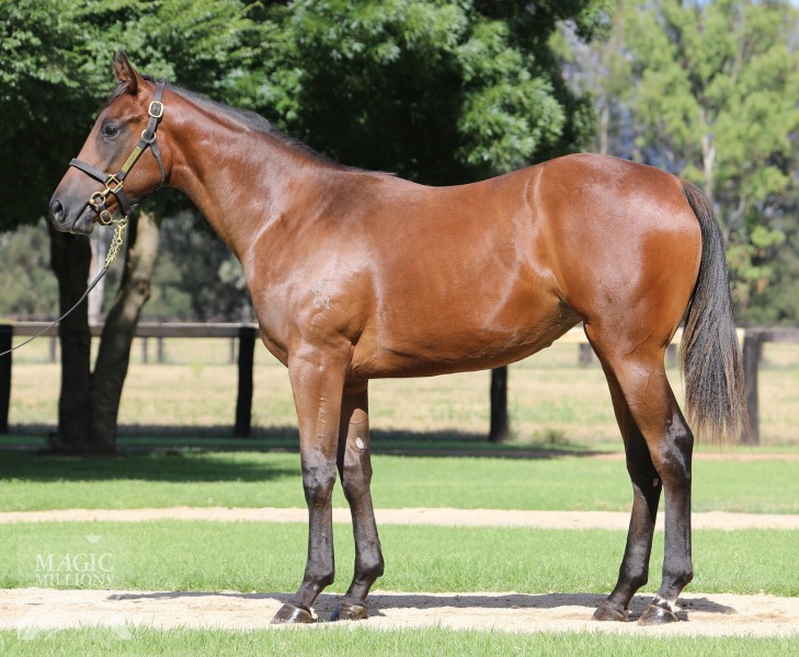 Sunlight Thoroughbred Horse Profile - Next Race, Form, Stats, News ...