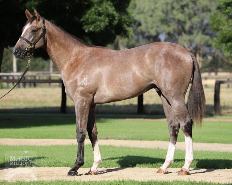 Super Red Dragon Thoroughbred Horse Profile - Next Race, Form, Stats ...
