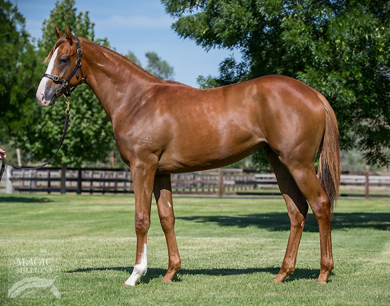 Itz Lily Thoroughbred Horse Profile - Next Race, Form, Stats, News, Breeding | Racing and Sports