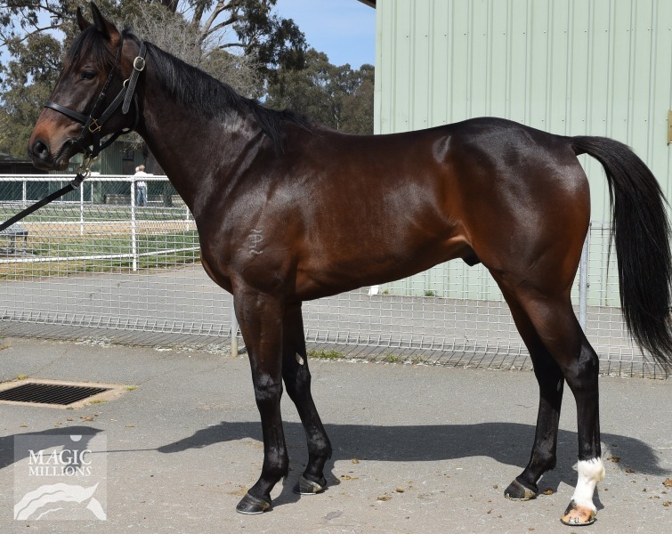 Firstclass Dreamer Thoroughbred Horse Profile - Next Race, Form, Stats ...