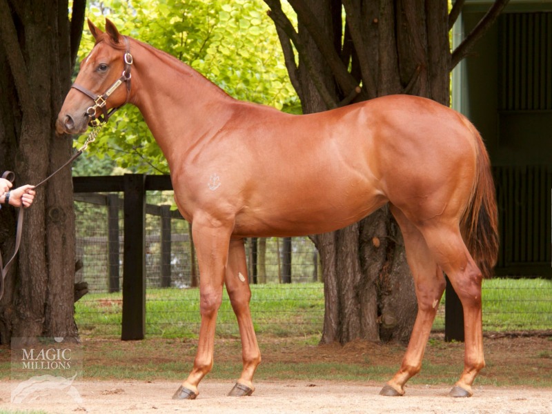 Moldova Thoroughbred Horse Profile - Next Race, Form, Stats, News ...