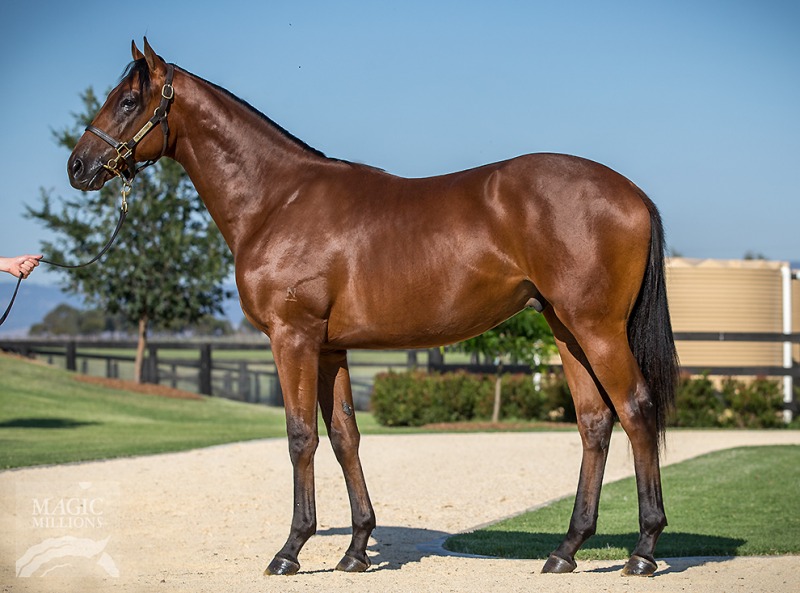 Gala Night Thoroughbred Horse Profile - Next Race, Form, Stats, News ...