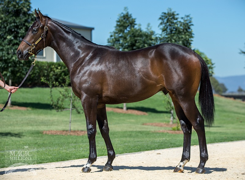 I Am Sacred Thoroughbred Horse Profile - Next Race, Form, Stats, News ...