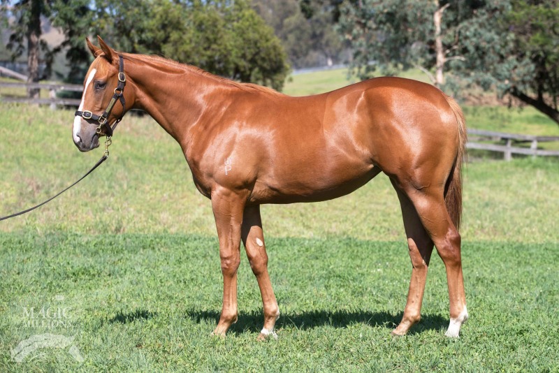 Arigato Thoroughbred Horse Profile - Next Race, Form, Stats, News ...