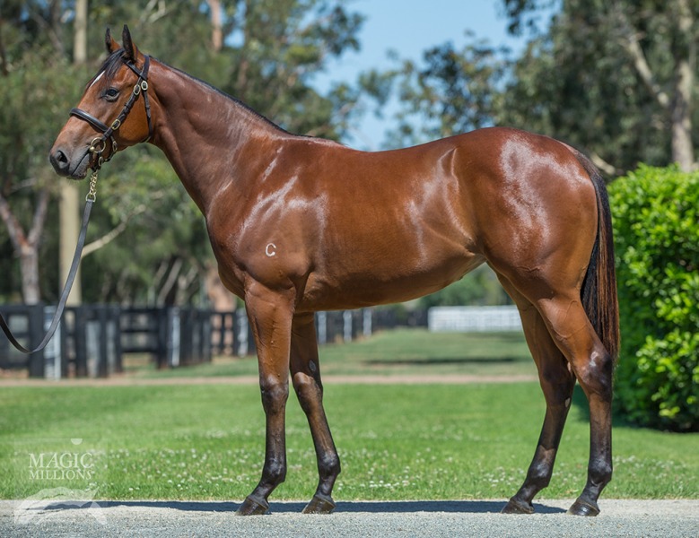 The Natural Thoroughbred Horse Profile - Next Race, Form, Stats, News ...