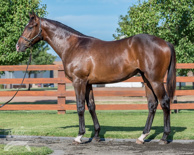 Galactic Thoroughbred Horse Profile - Next Race, Form, Stats, News ...