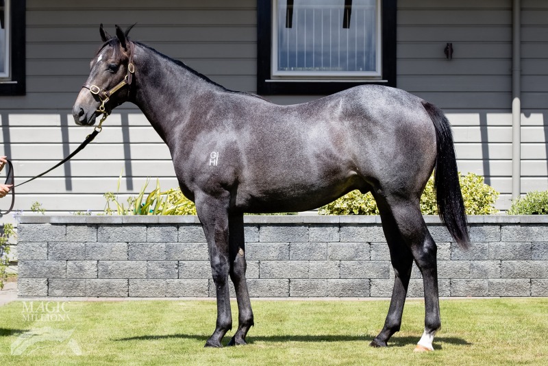 Excelman Thoroughbred Horse Profile - Next Race, Form, Stats, News ...