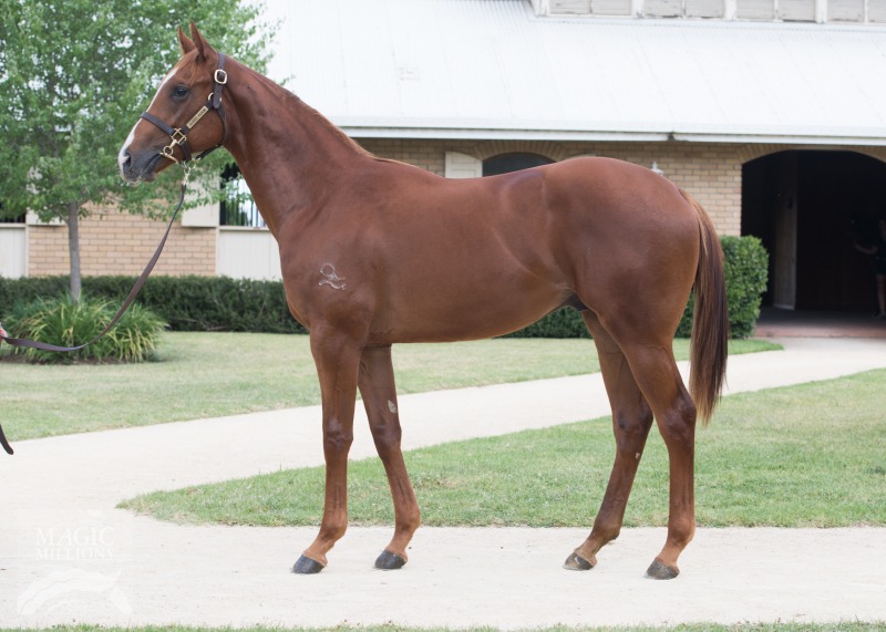 Iron Ruler Thoroughbred Horse Profile - Next Race, Form, Stats, News ...
