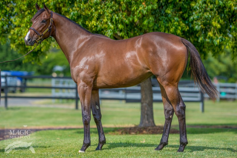 Tapping Thoroughbred Horse Profile - Next Race, Form, Stats, News ...