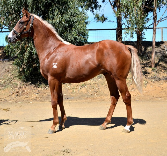 Chase On The Case Thoroughbred Horse Profile - Next Race, Form, Stats ...